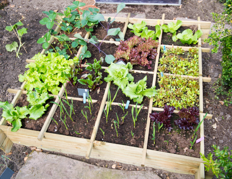 Complete Guide to Spring Vegetable Planting - Crafting Her Blooms